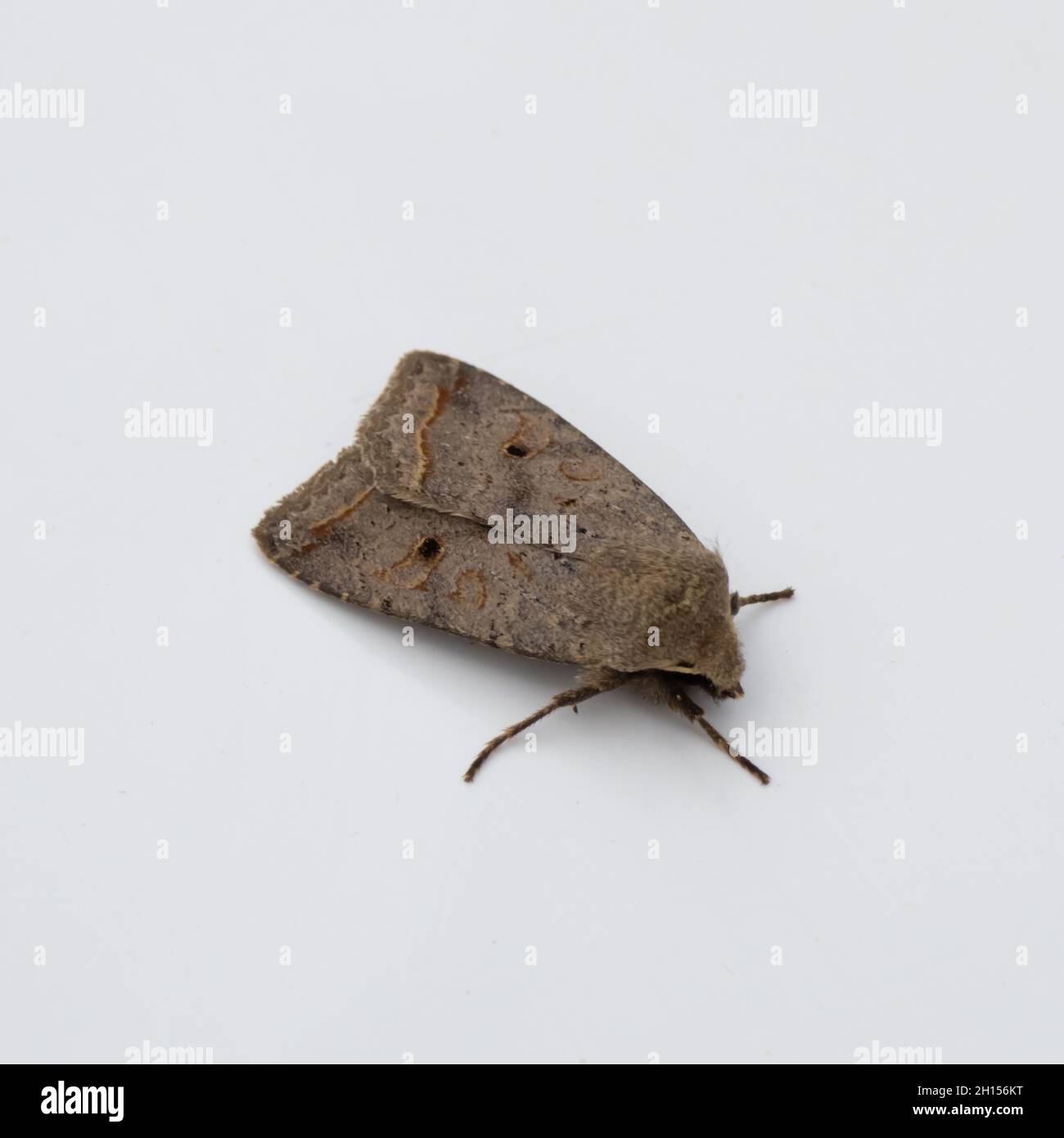 Agrochola lota, the Red-line Quaker Moth, resting on a white background ...