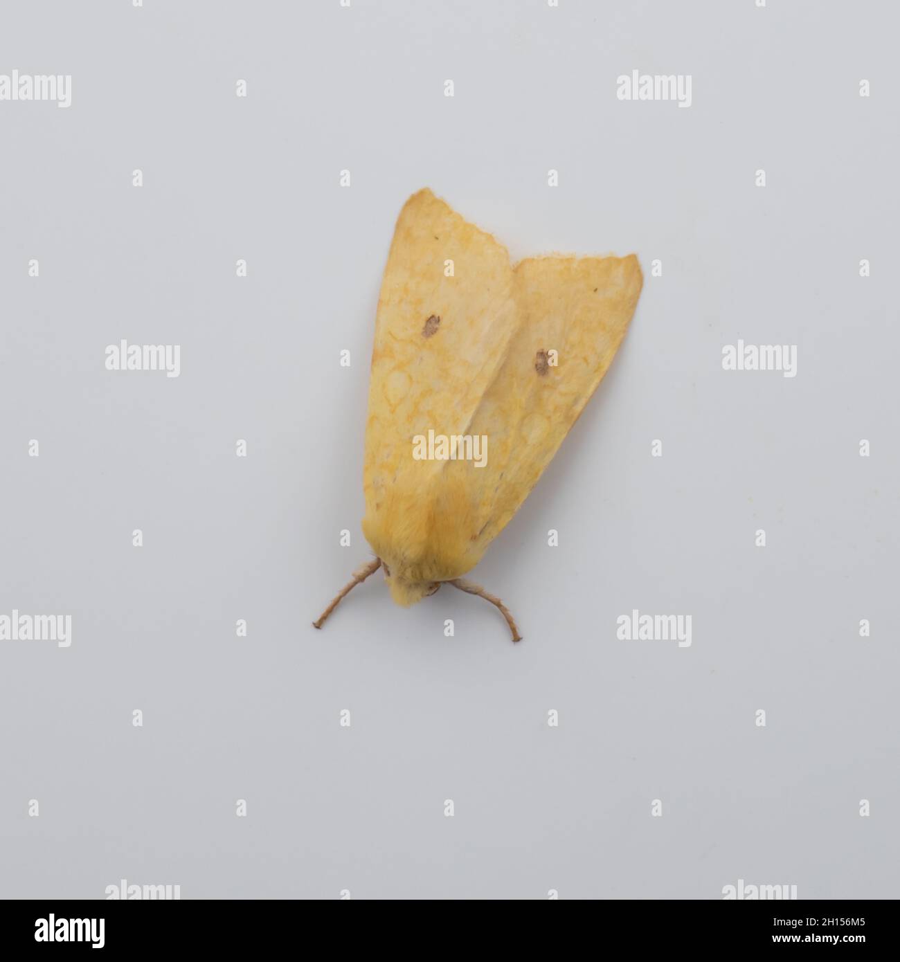 Resting background hi-res stock photography and images - Alamy