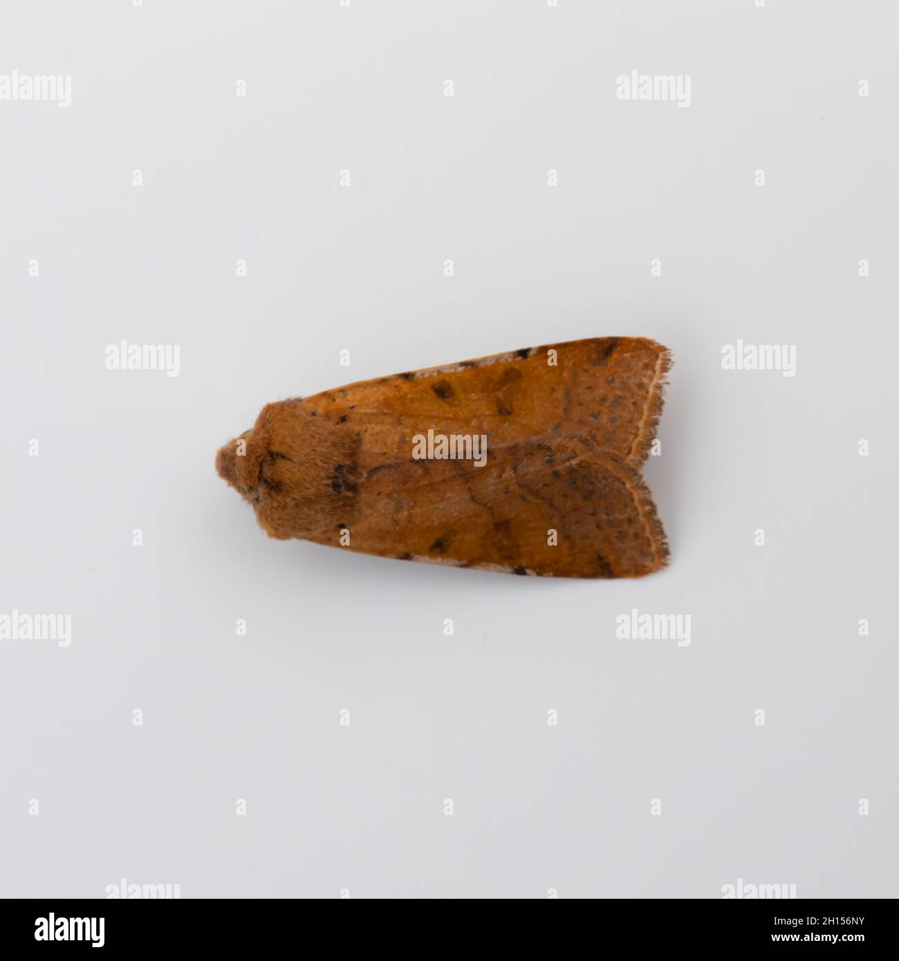 Agrochola lychnidis, the Beaded Chestnut Moth resting on a white ...