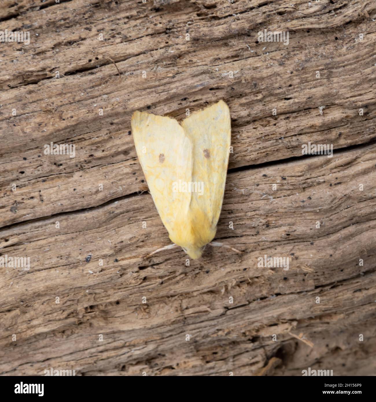 Resting moth hi-res stock photography and images - Alamy