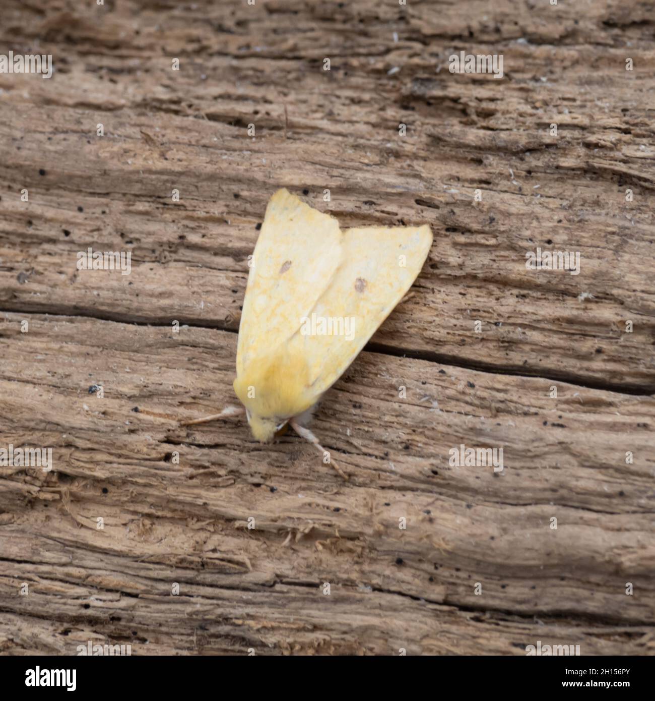 Resting moth hi-res stock photography and images - Alamy