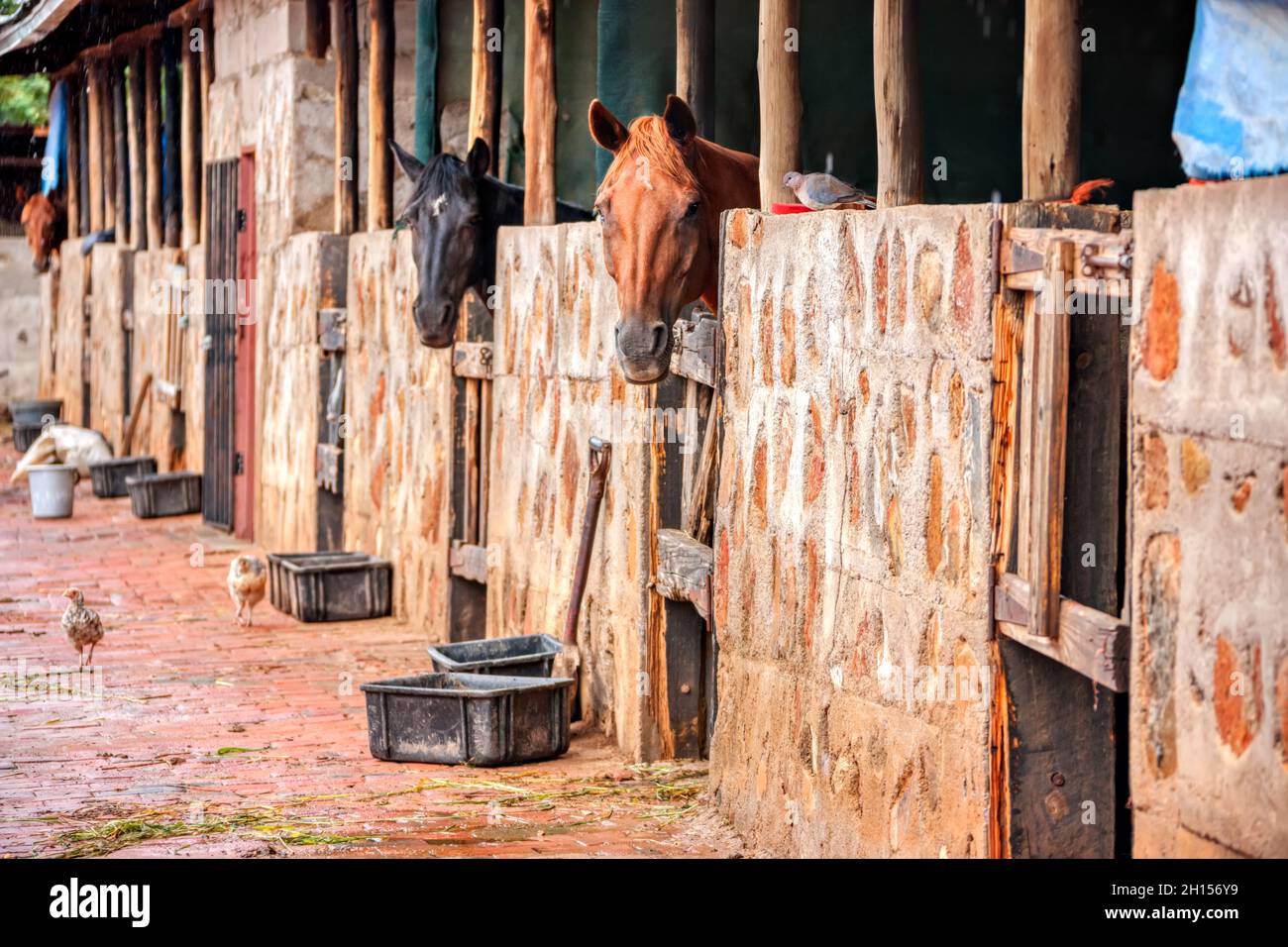 Chicken farm africa hi-res stock photography and images - Alamy