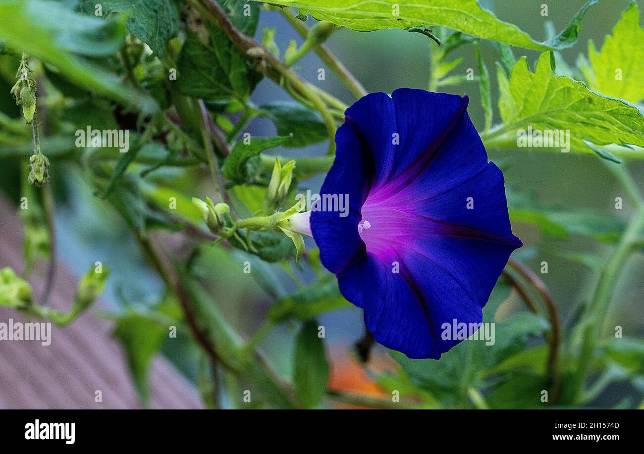 Deep blue Mourning Glory vine opens up Stock Photo - Alamy