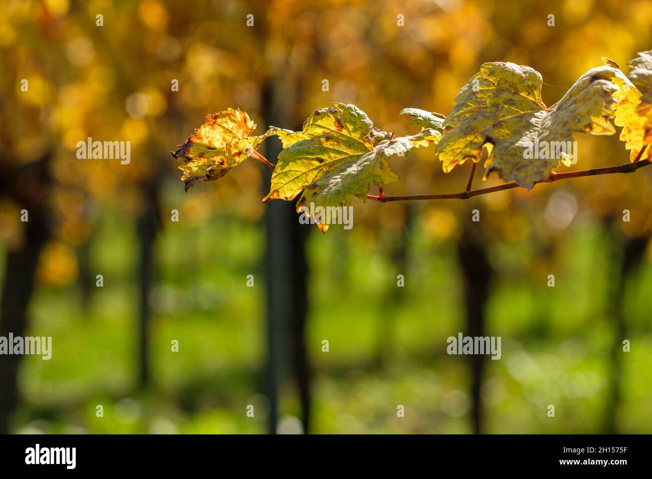 Soft focus of a yellow grapevine leaves in autumn at a vineyard Stock ...