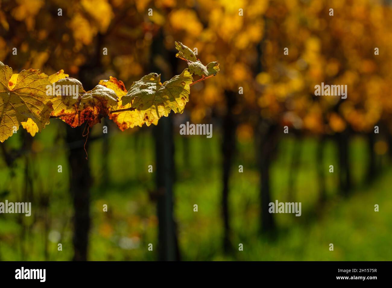 Soft focus of a yellow grapevine leaves in autumn at a vineyard Stock ...