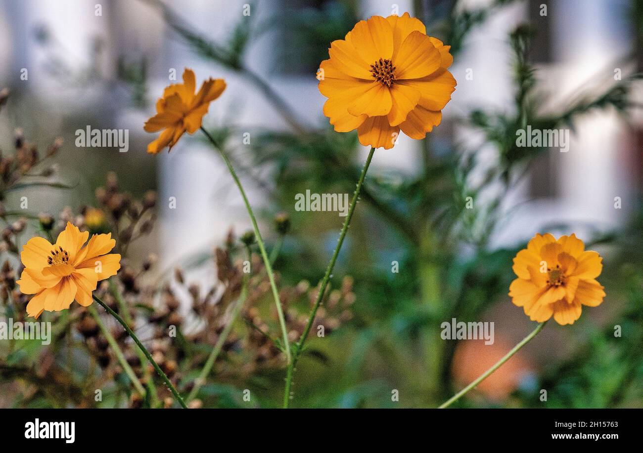 Dark and shady garden hi-res stock photography and images - Alamy