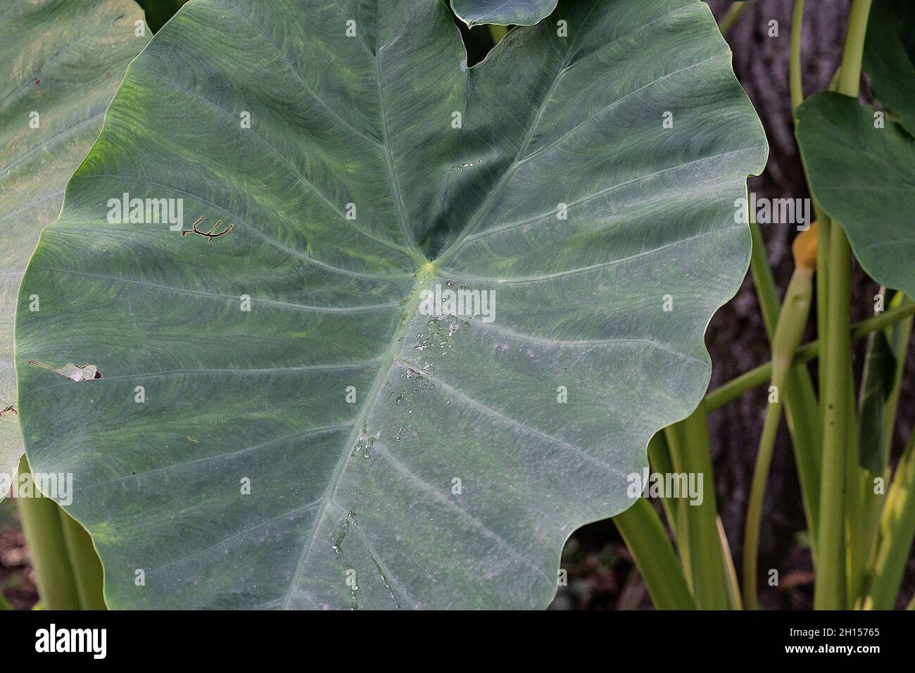 Open leaf hi-res stock photography and images - Alamy