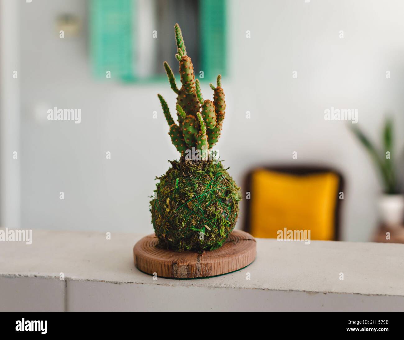 Kokedama of a small cactus called Opuntia microdasys also known as ...
