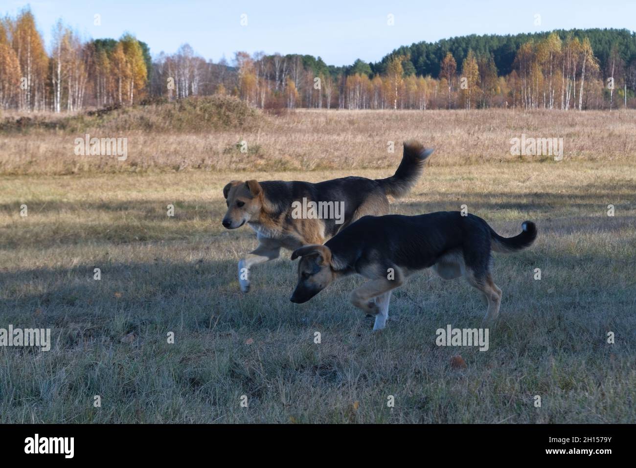 Mongrel and pedigree dogs hi-res stock photography and images - Alamy