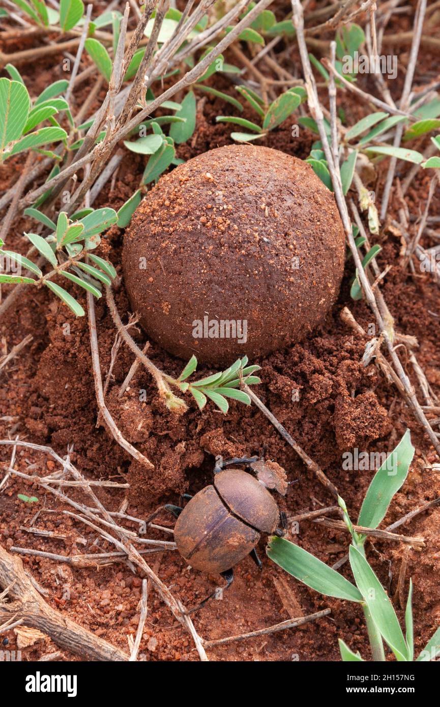 Dung beetle hiding a ball of dung. Voi, Tsavo National Park, Kenya ...