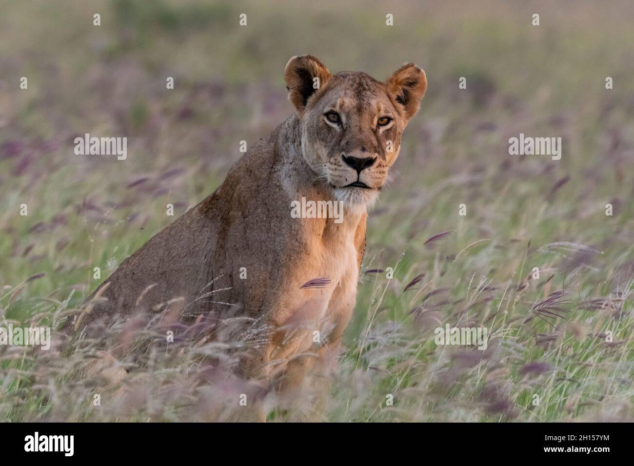 A lioness, Panthera leo, looking at the camera in a field of purple ...