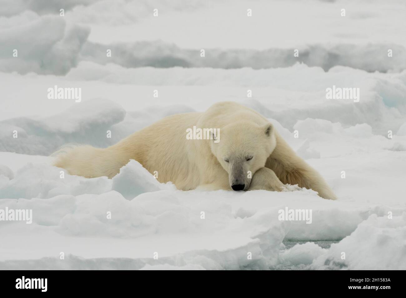 Polar bears ice cap hi-res stock photography and images - Alamy