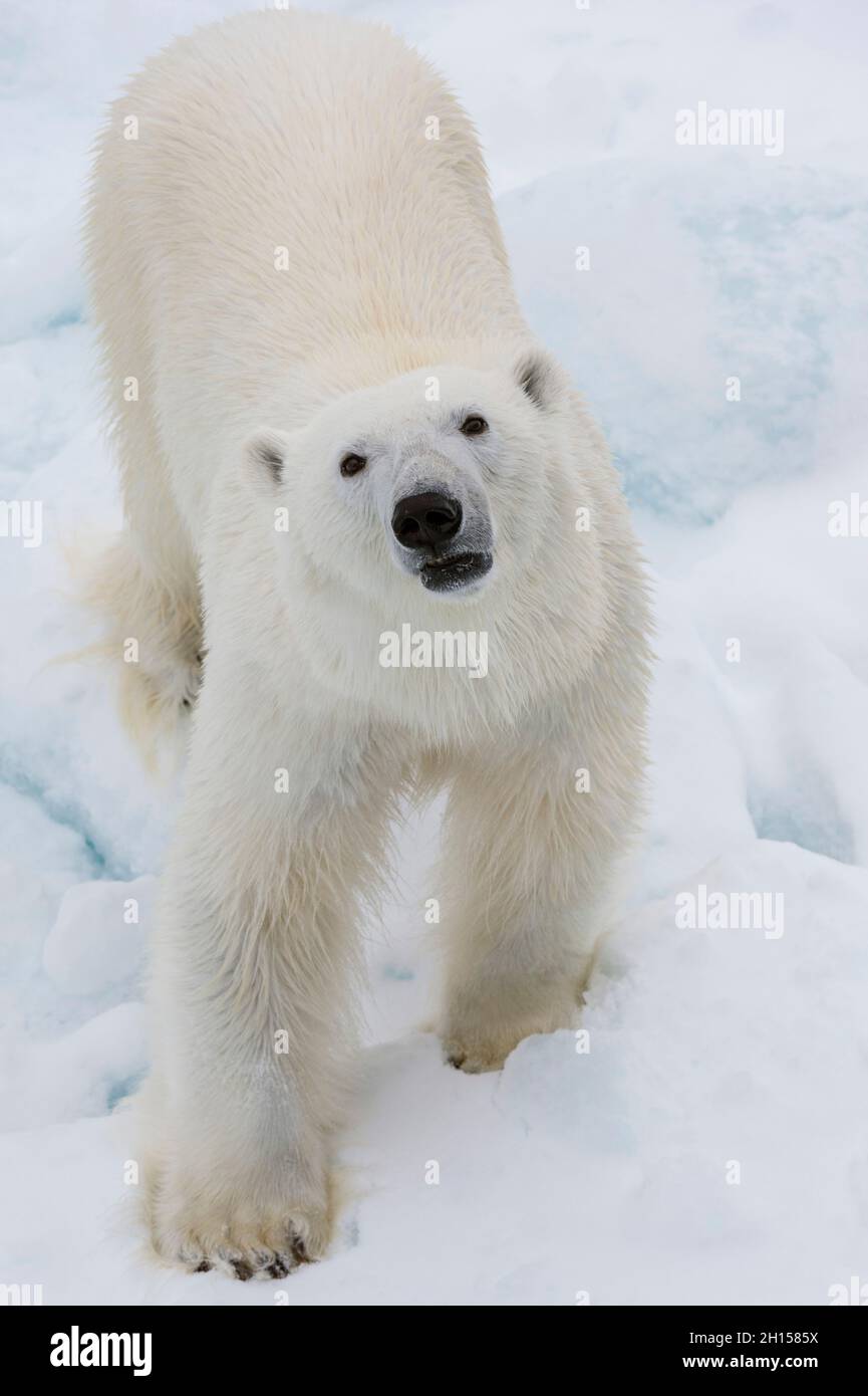 A polar bear, Ursus maritimus. North polar ice cap, Arctic ocean Stock ...