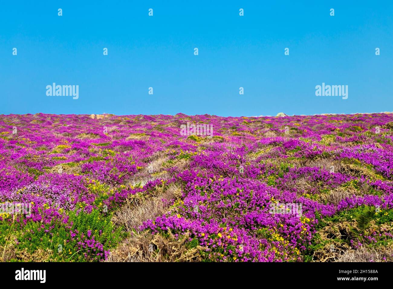 Heather and Gorse flowering around Treveal near Pendour Cove, Penwith ...