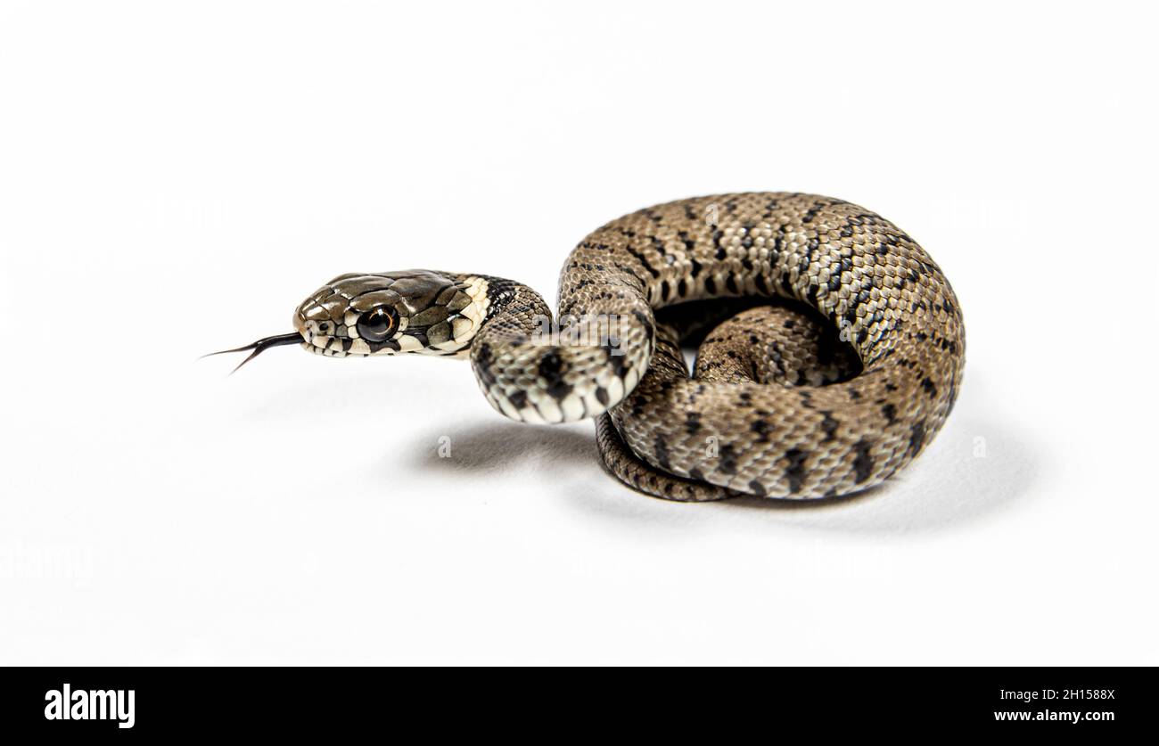Young Grass snake, Natrix natrix, Isolated on white Stock Photo - Alamy