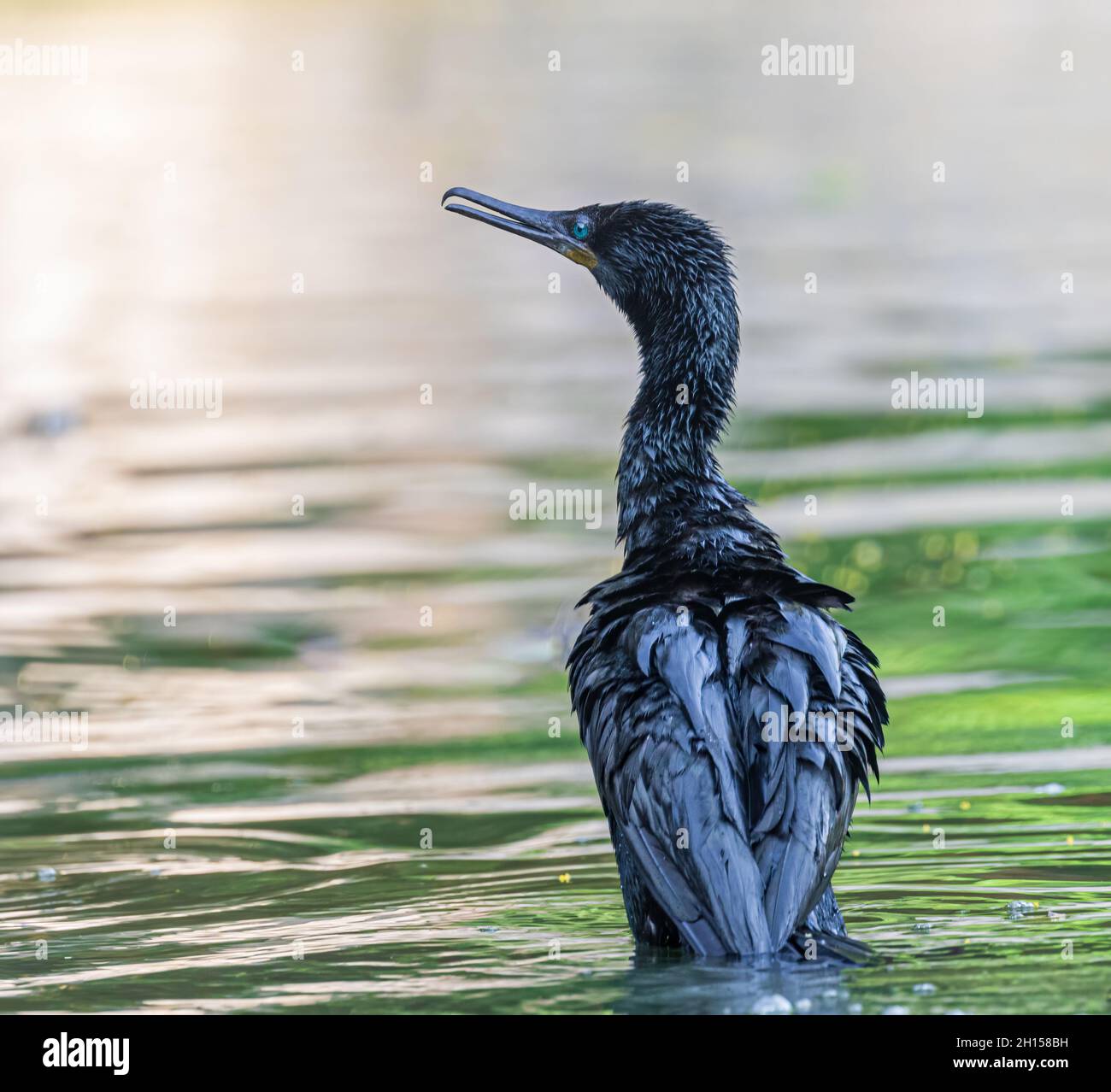 Cormorant close up in a lake with beautiful eyes Stock Photo - Alamy