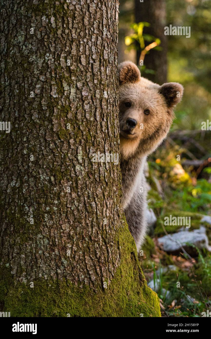 Bear behind a tree hi-res stock photography and images - Alamy
