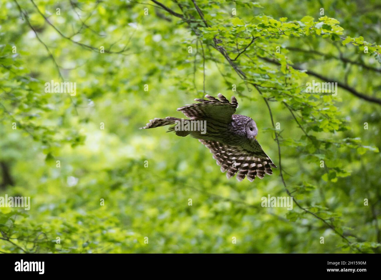 Ural owl flight hi-res stock photography and images - Alamy