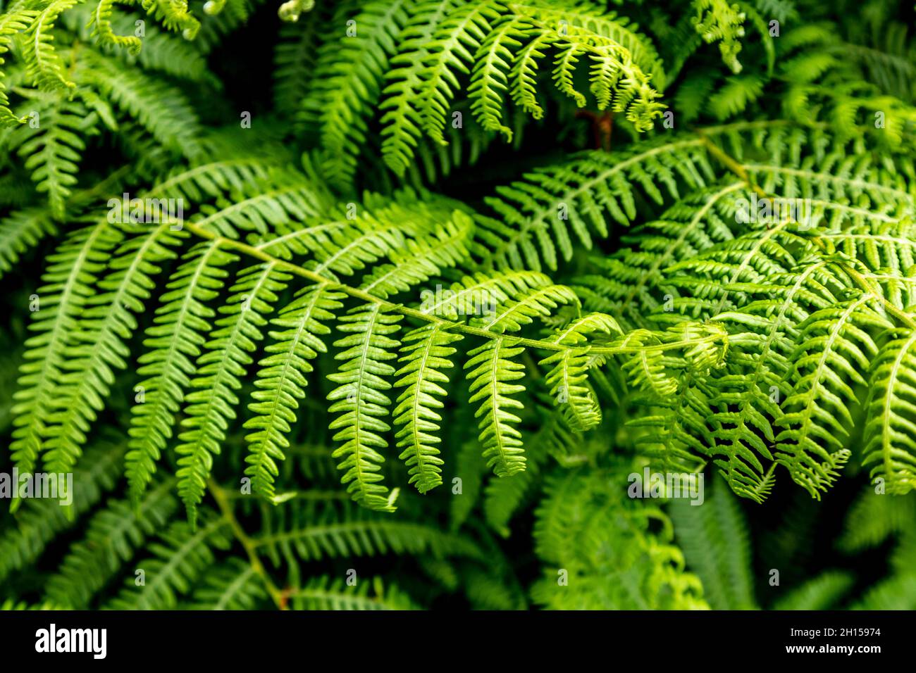 Fern leaves along the South West Coast Path in Cornwall, UK Stock Photo ...