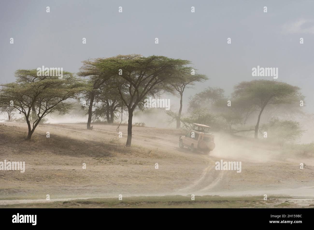 A safari vehicle driving on a dusty road. Ndutu, Ngorongoro ...
