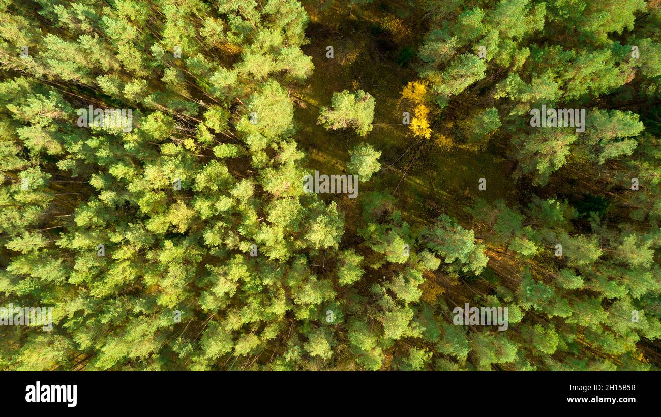 Top view of forests, trees. Old woods of evergreen trees in national ...