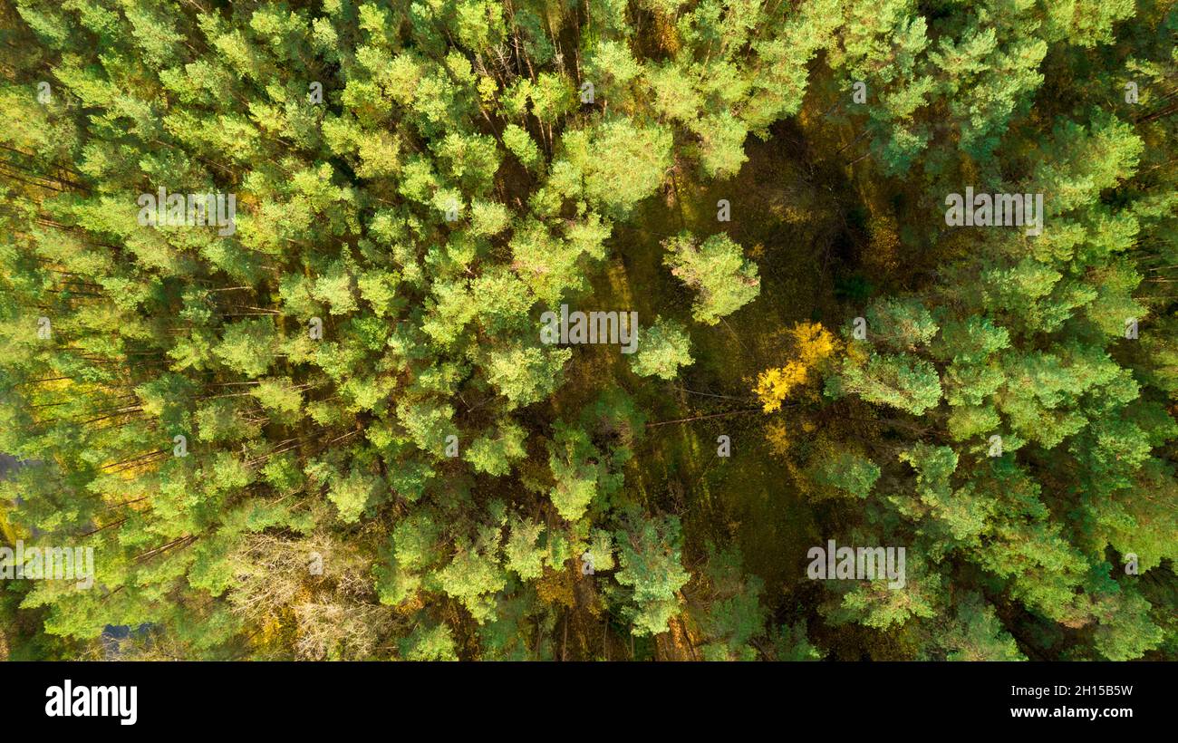 Top view of forests, trees. Old woods of evergreen trees in national ...