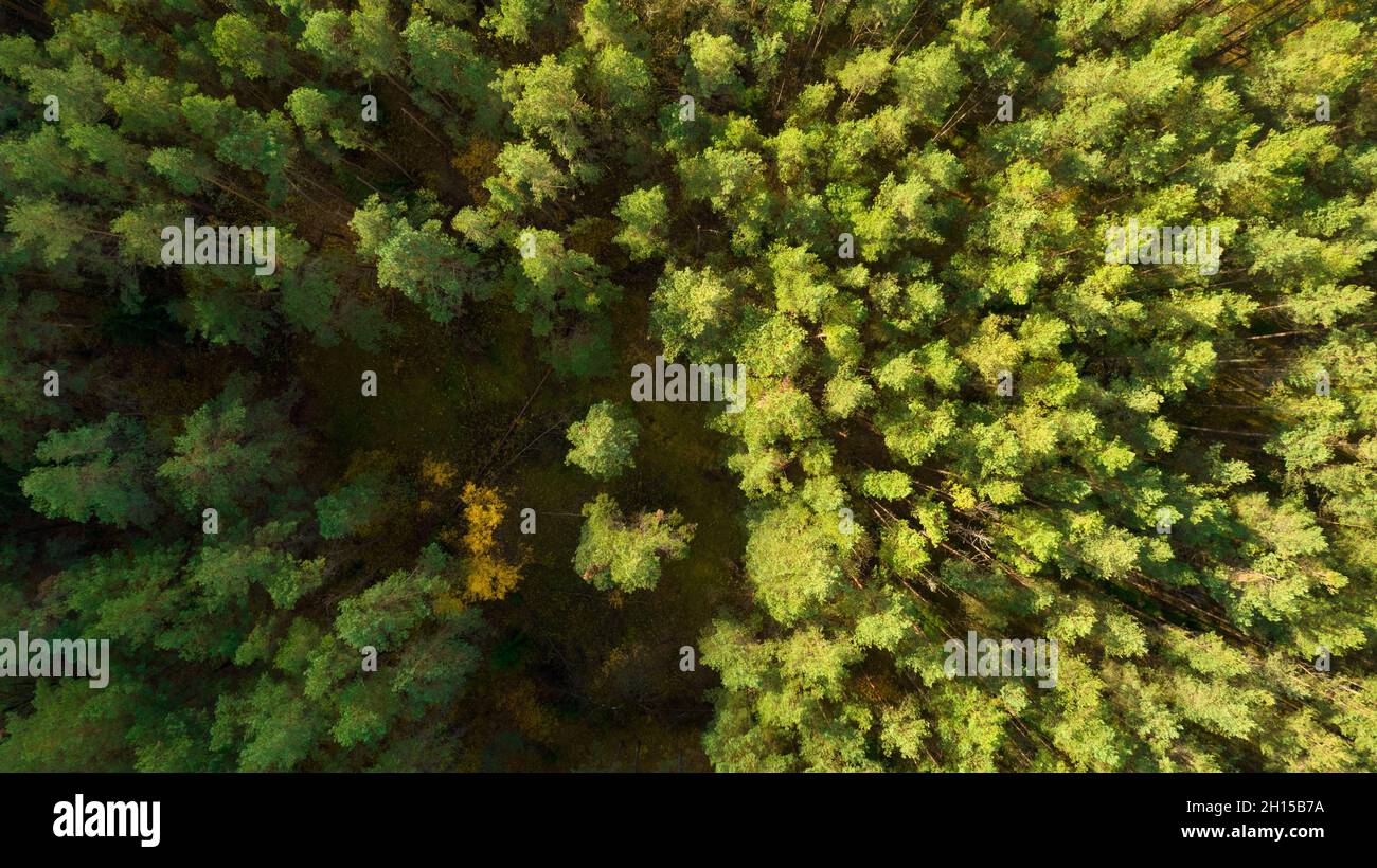 Top view of forests, trees. Old woods of evergreen trees in national ...