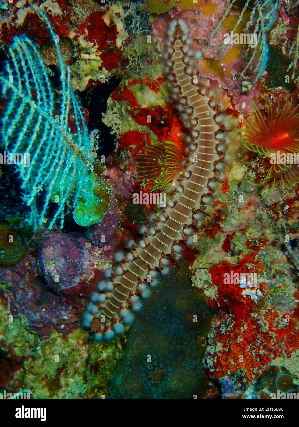 Bearded Fireworm (Hermodice carunculata) under the ocean Stock Photo ...