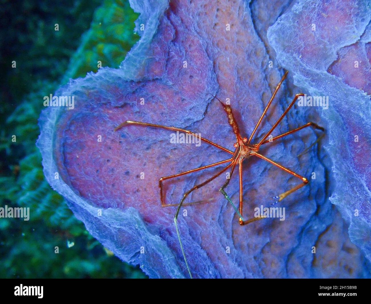 Macro of an arrow crab (Stenorhynchus seticornis) under the sea Stock ...