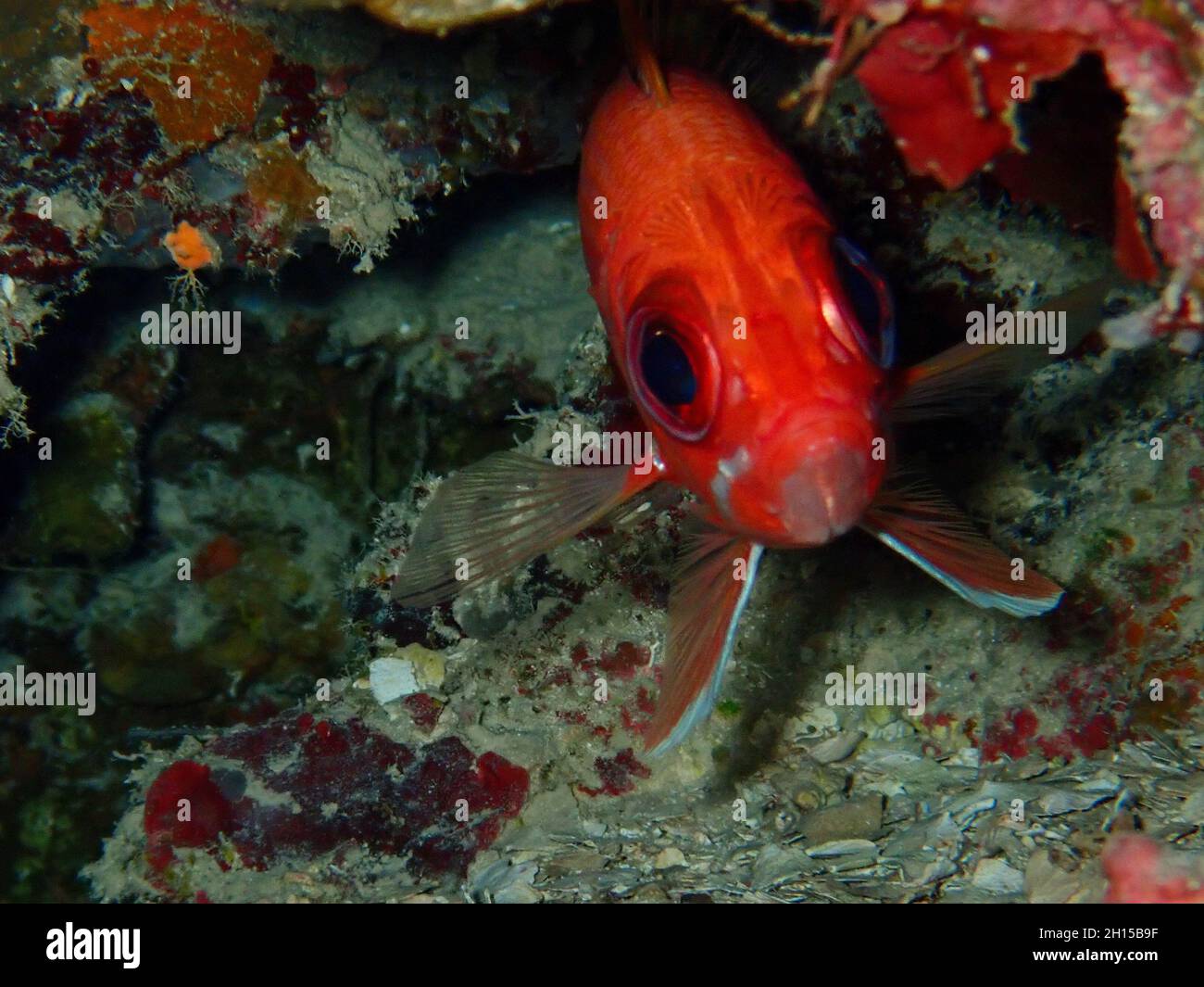 Closeup of a Fish Squirrel under the sea Stock Photo - Alamy