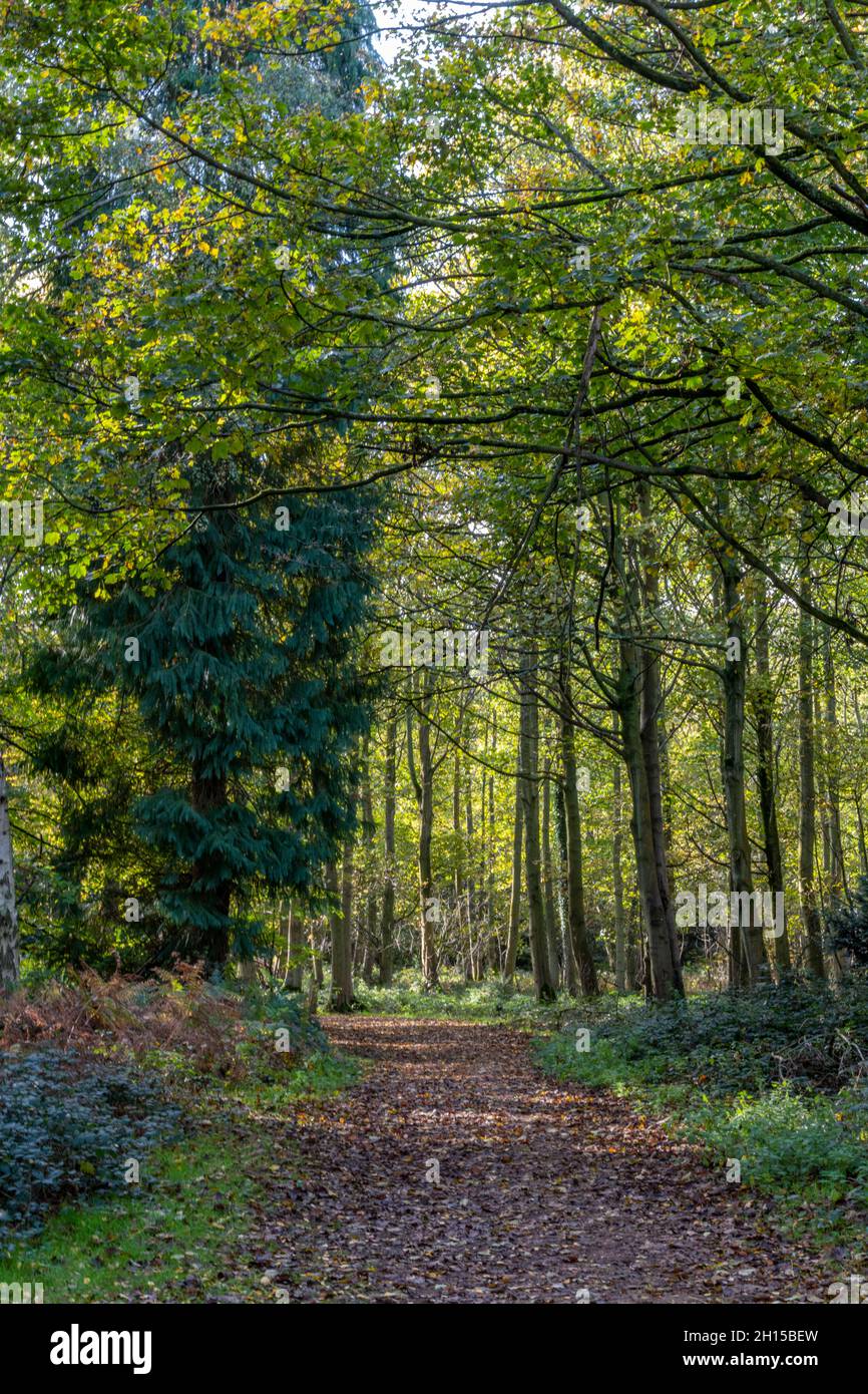 tree-lined pathway or track through the woods with autumn trees on ...