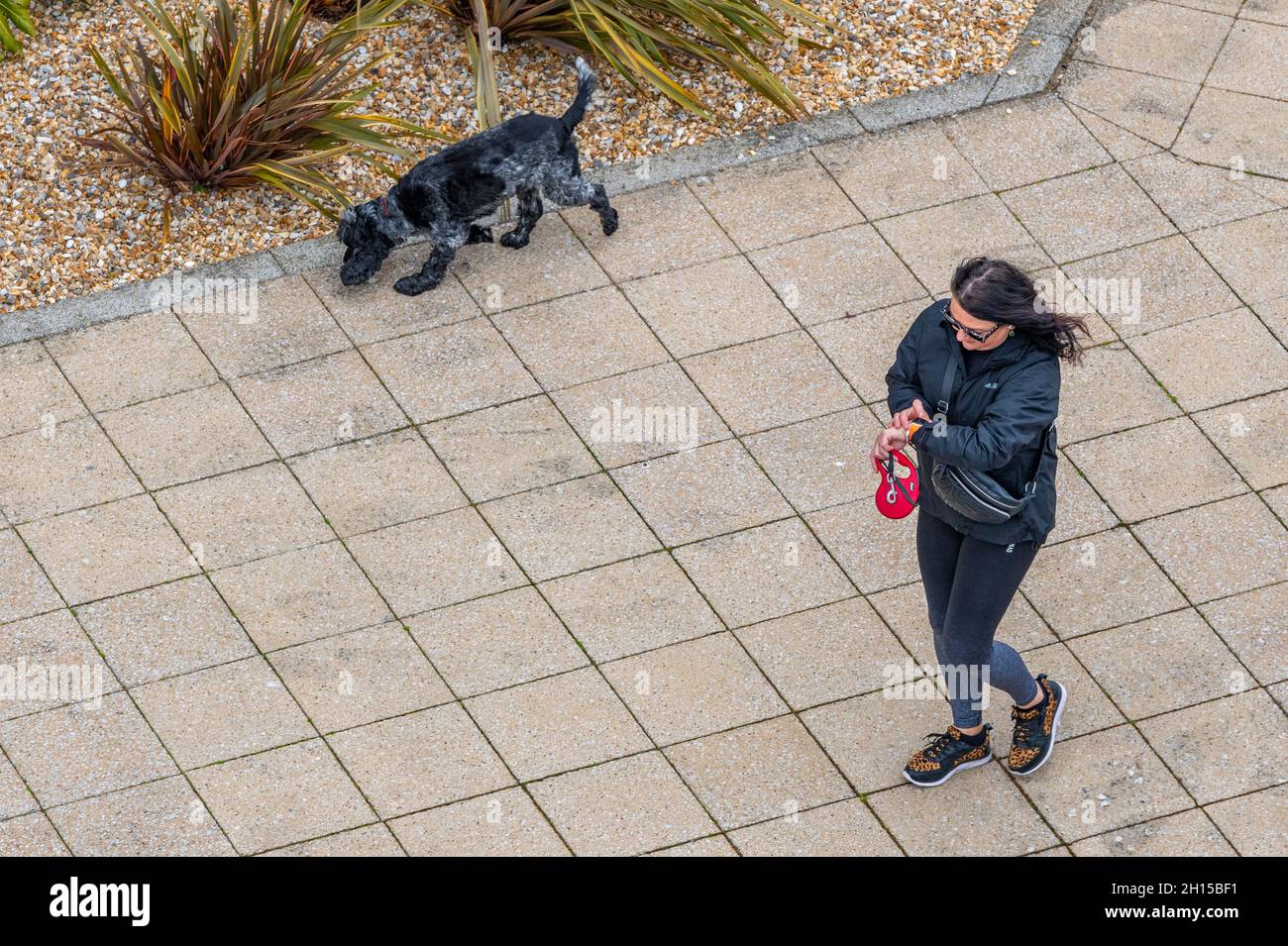 young woman walking a dog looking at her watch. dog off of lead being ...