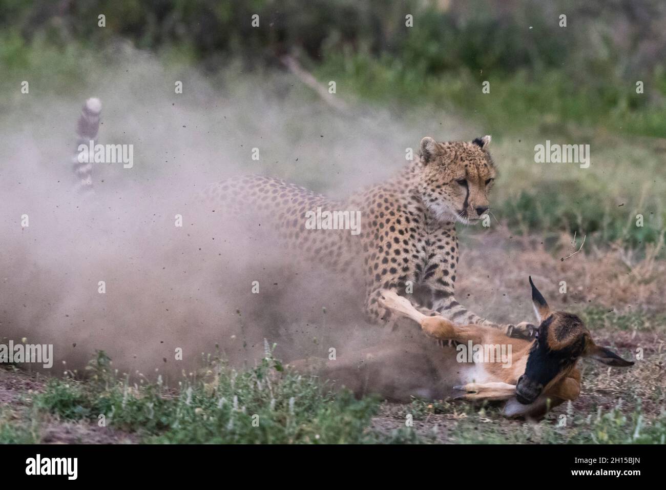 African wildcat hunting hi-res stock photography and images - Alamy