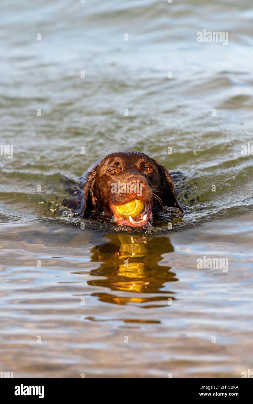 labrador retriever with a ball training a gundog swimming in water with ...