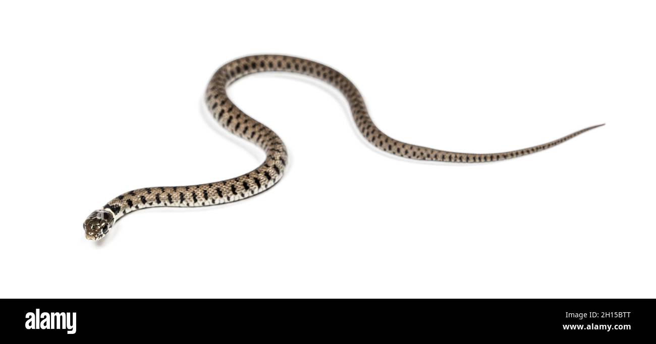 Grass snake, Natrix natrix, Isolated on white Stock Photo - Alamy
