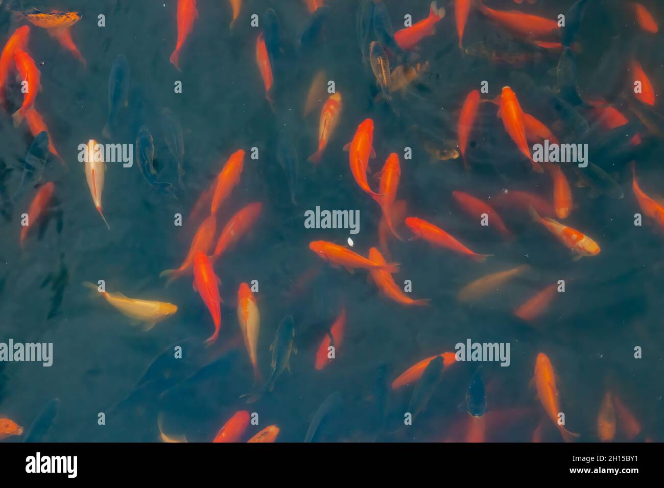 School of goldfish swimming in a pond in the daylight Stock Photo - Alamy