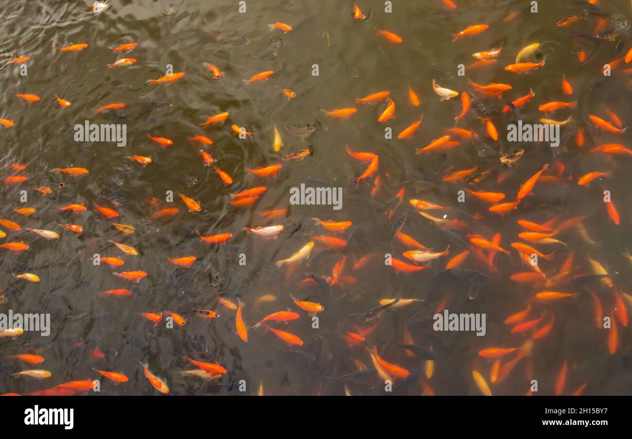 School of goldfish swimming in a pond in the daylight Stock Photo - Alamy