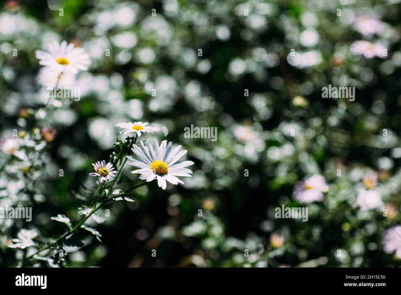 Closeup of Marguerite daisies growing in a garden under the sunlight ...