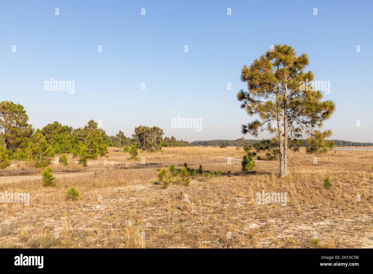 Dirty road with dry vegetation and pine trees, Bacopari, Mostardas, Rio ...