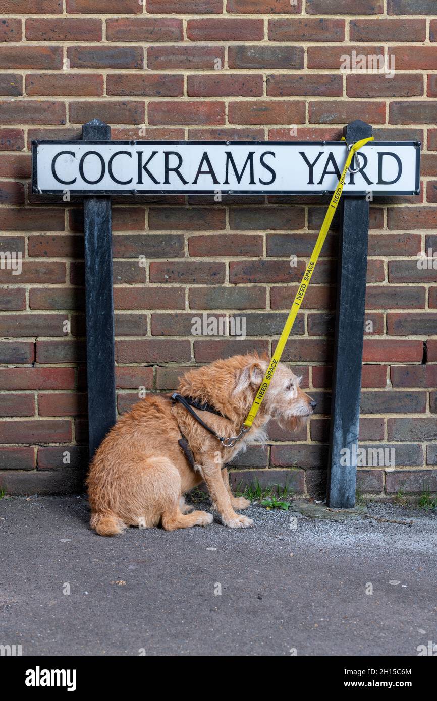sad looking dog tied to a road sign or street sign waiting for owner to ...