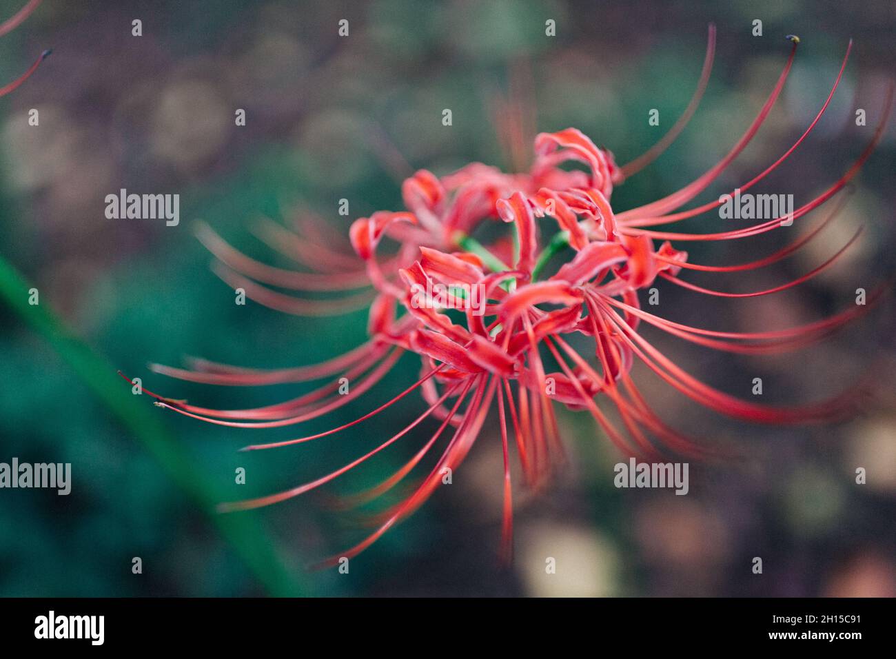 Closeup of a Red spider lily growing in a garden under the sunlight ...
