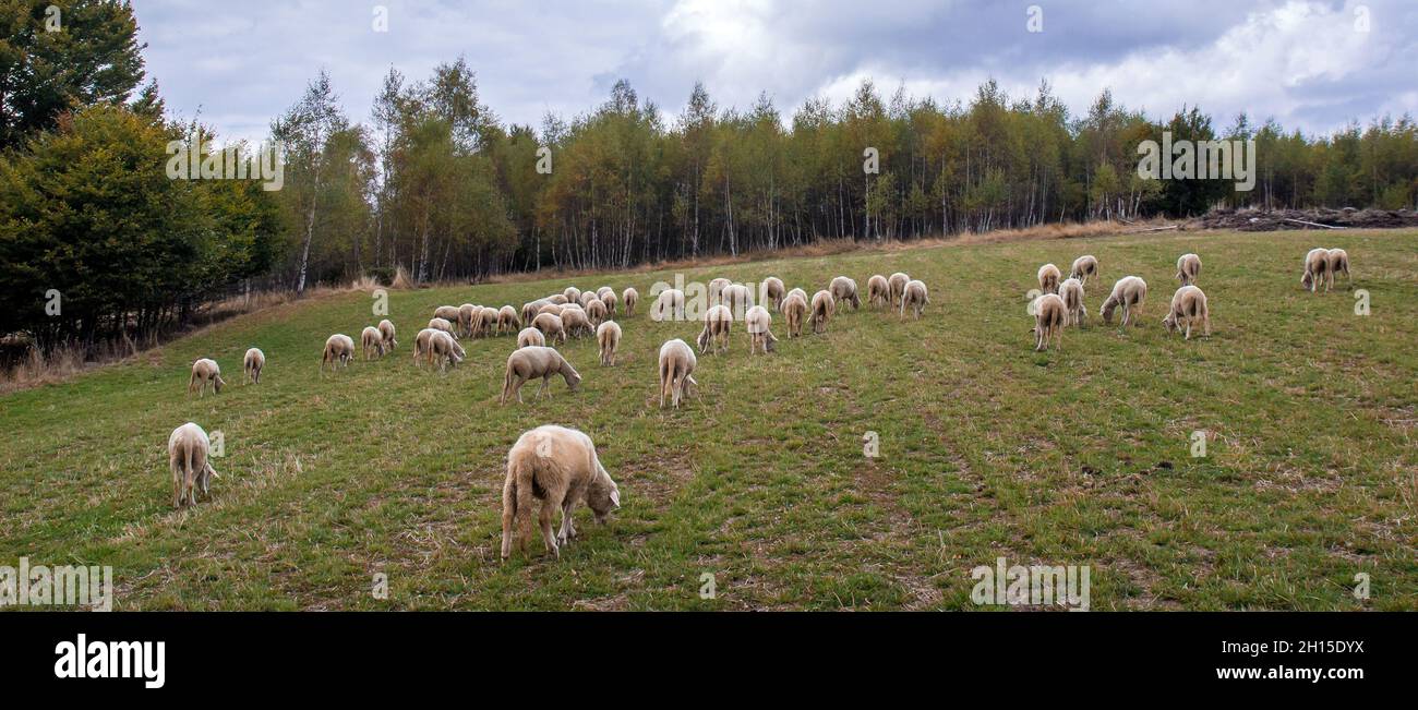 Sheep flock grazing outdoors. Vlasina lake, Eastern Serbia. Banner ...
