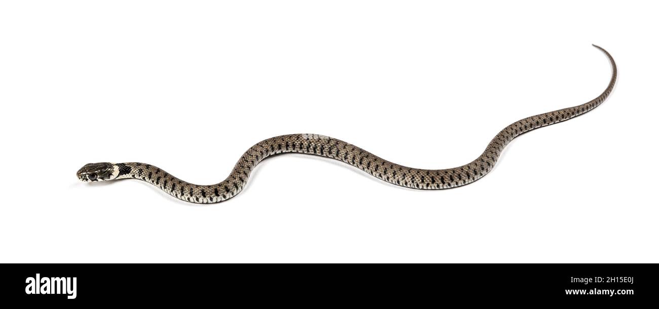 Grass snake, Natrix natrix, Isolated on white Stock Photo - Alamy