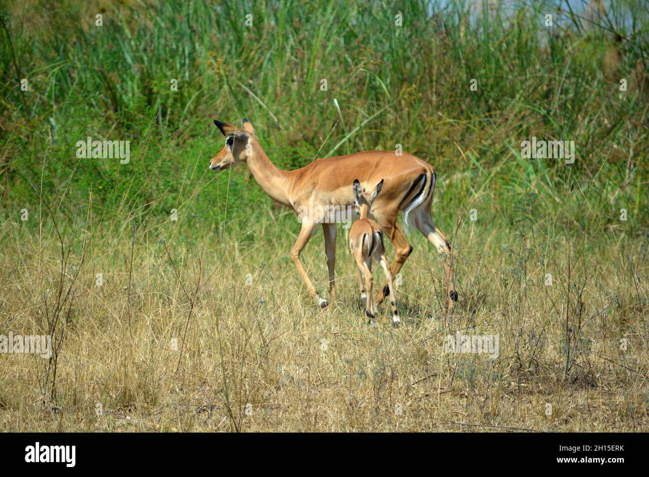 Antelope legs hi-res stock photography and images - Alamy