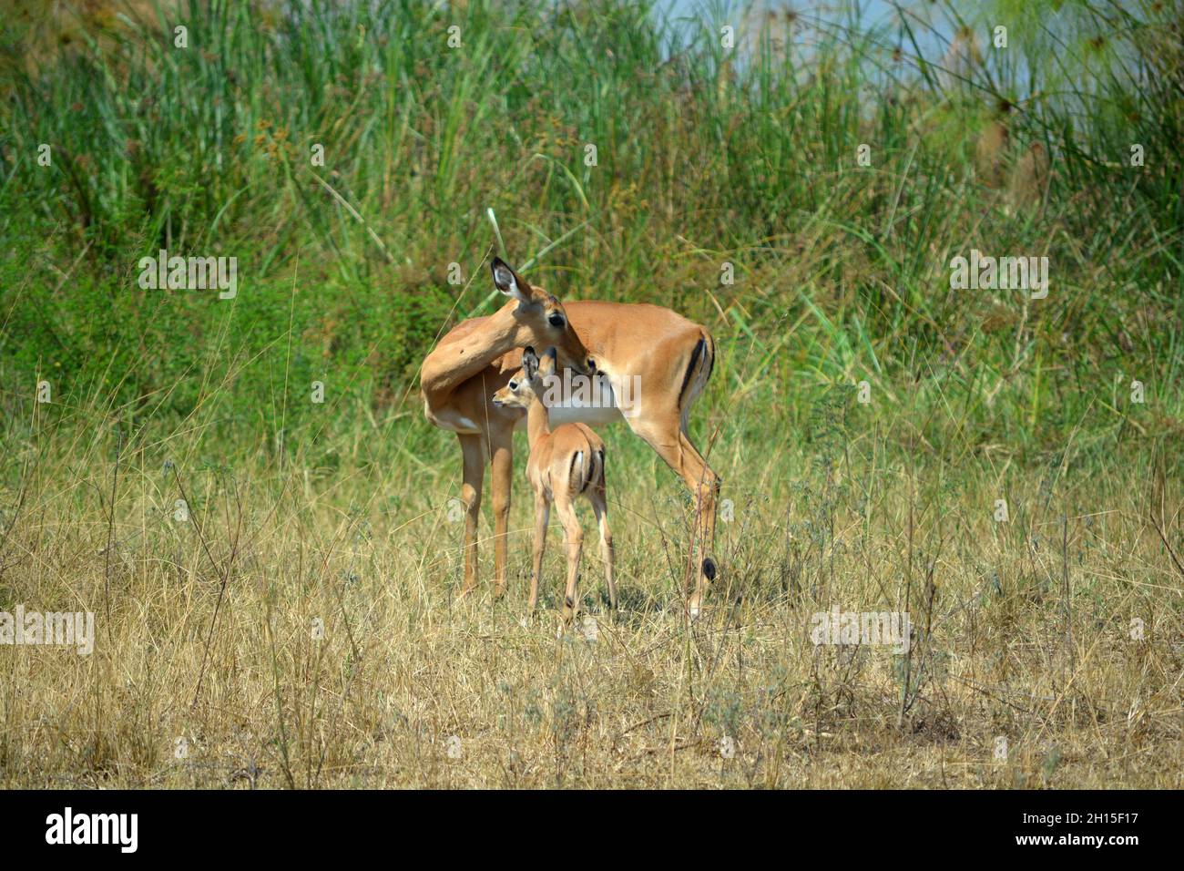Impalas (Aepyceros melampus), a genus of African antelope, in Akagera ...