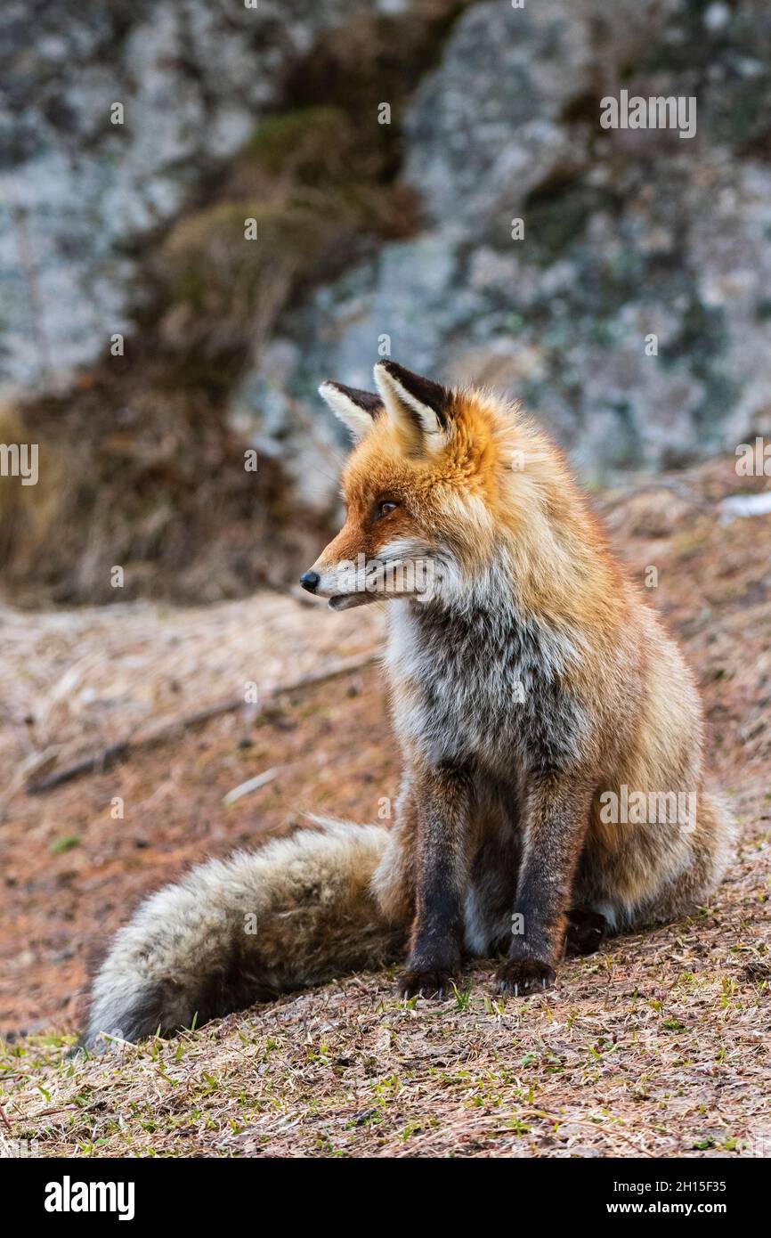 A red fox, Vulpes vulpes. looking at the distance. Aosta, Val ...