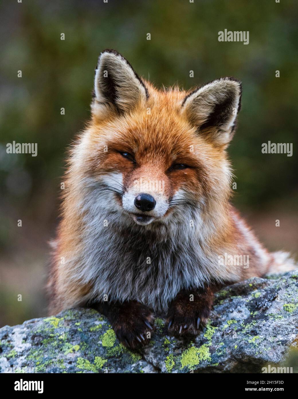 Red fox sitting on rock hi-res stock photography and images - Alamy