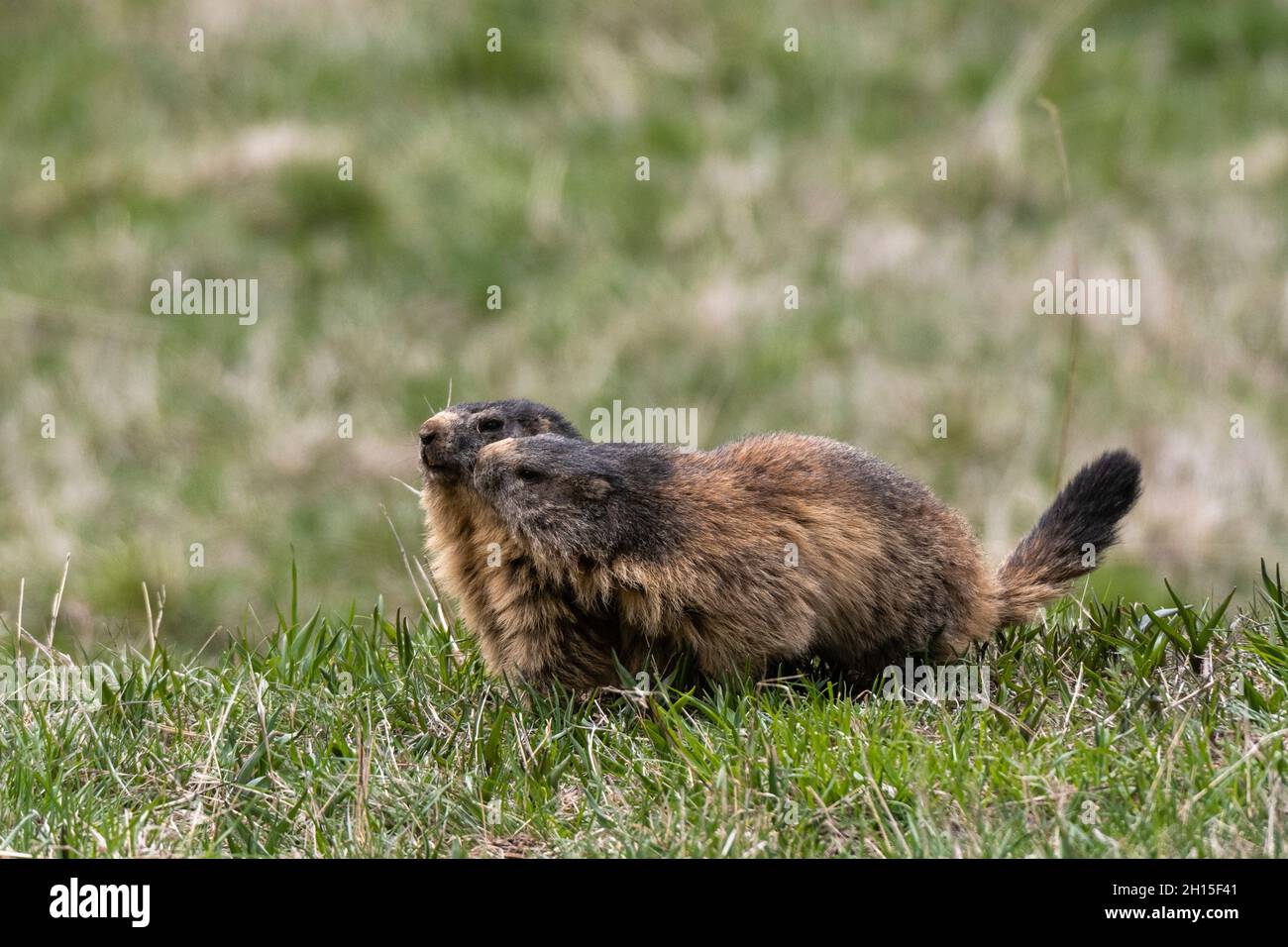 Two alpine marmots, Marmota marmota, on grass. Aosta, Val Savarenche ...