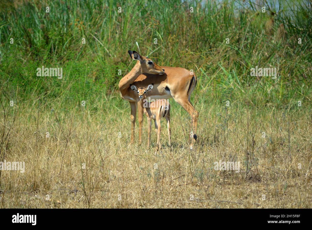 Impalas (Aepyceros melampus), a genus of African antelope, in Akagera ...