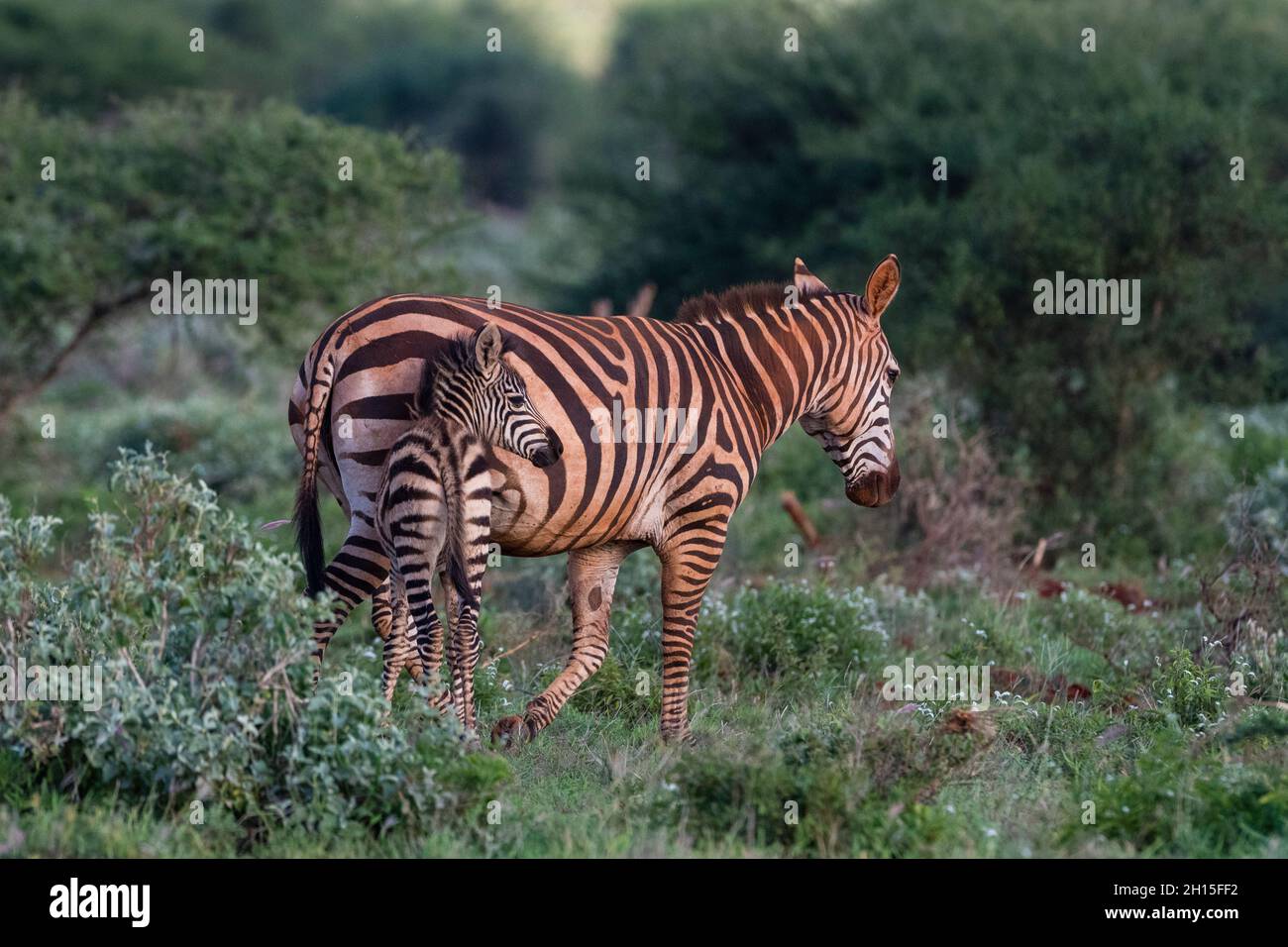 Zebra calf hi-res stock photography and images - Alamy